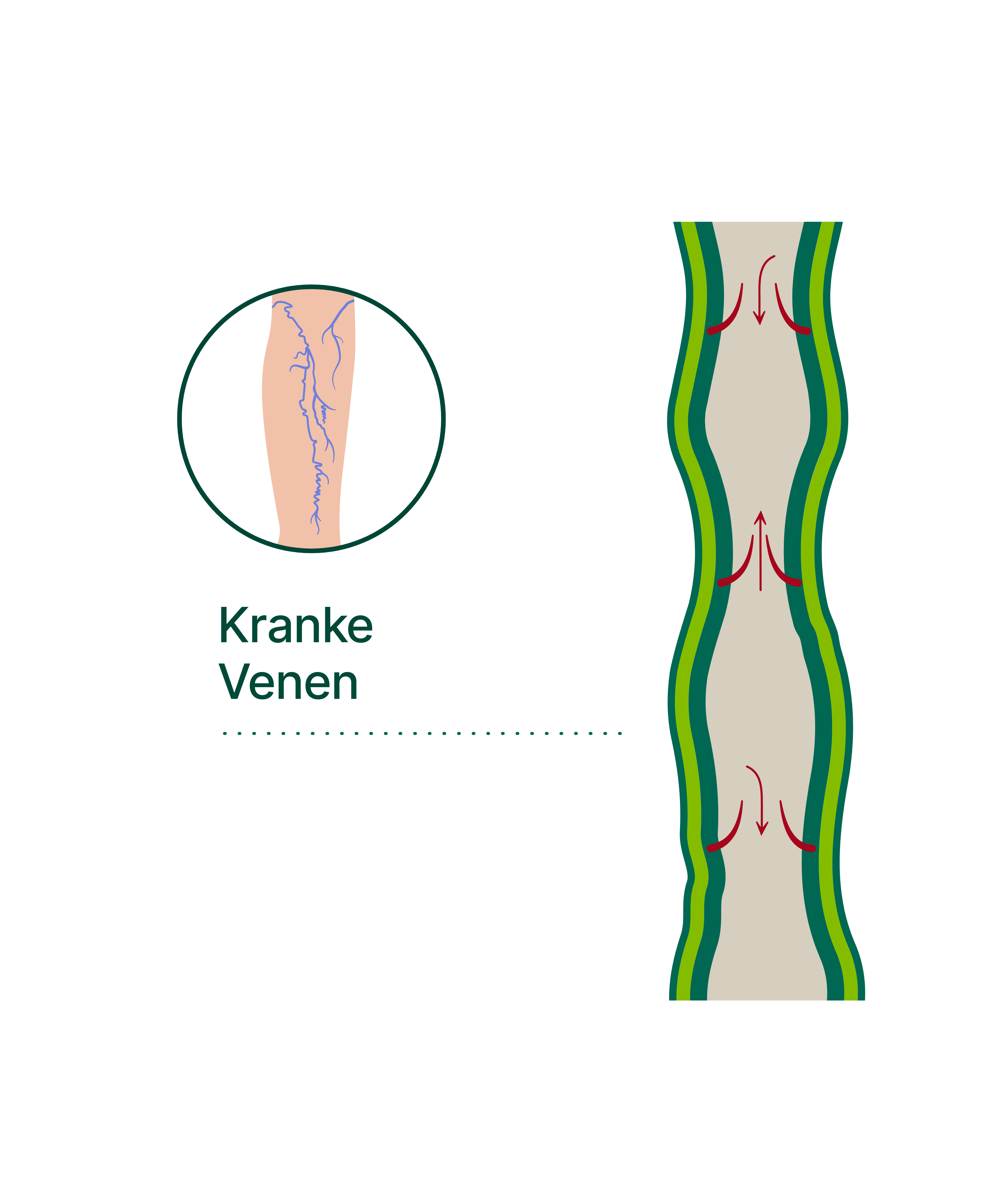 Unsere Venen